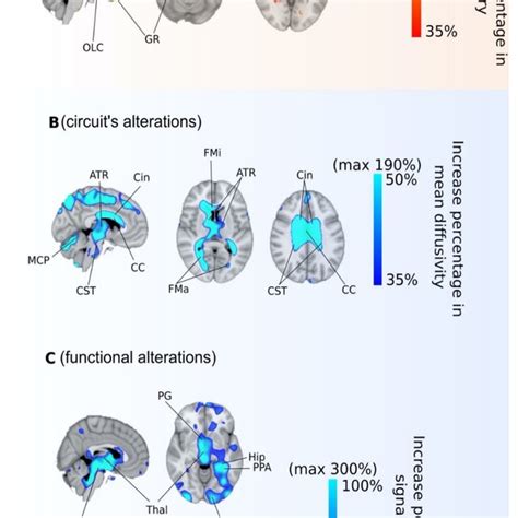 morphological circuits and functional alterations in combined download scientific diagram
