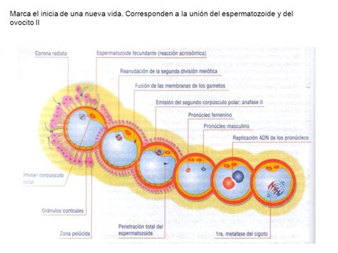 La fecundación Marca el inicia de una nueva vida Corresponden a la