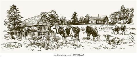 Cows Grazing On Meadow Hand Drawn Stock Vector Royalty Free