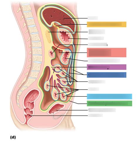 Peritoneal Attachments Of The Abdominal Organs Diagram Quizlet