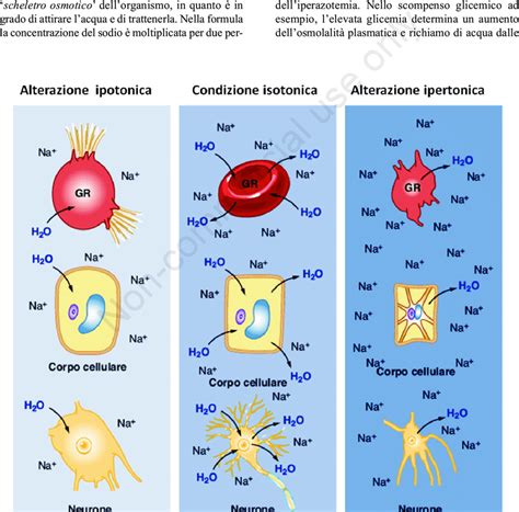 Alterazioni Di Diversi Tipi Cellulari Come Conseguenza Delle