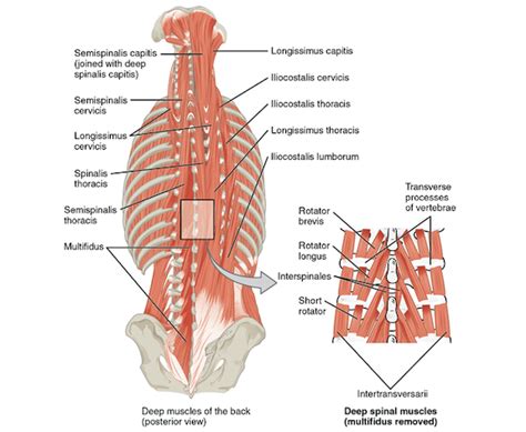 Musculos Rotadores Anatomia Papel E Caneta