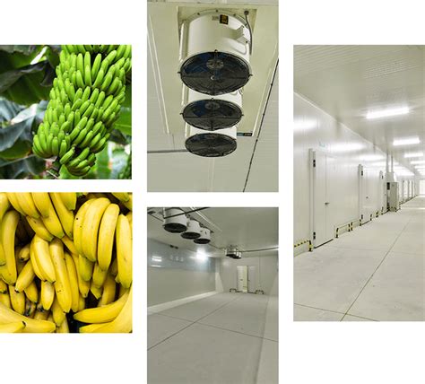Rinac All You Need To Know About Banana Ripening Chambers