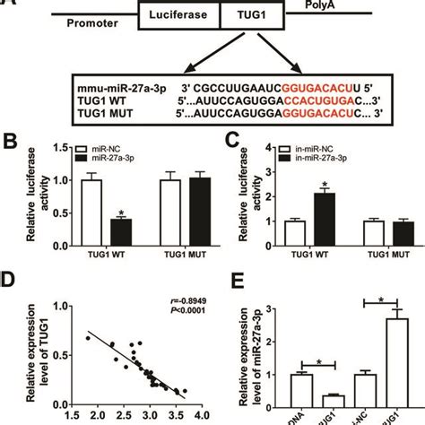 MiR 27a 3p Was A Target Of TUG1 In Podocytes A Predicted Binding