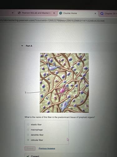 Lymph Immune Flashcards Quizlet
