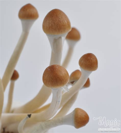 Kit Di Funghi Magici B XL GetMagic MagicMushroomsShop