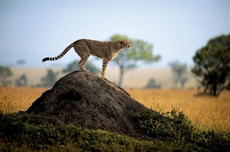Visit Kenya Best Of Maasai Mara National Reserve Kenya Visit
