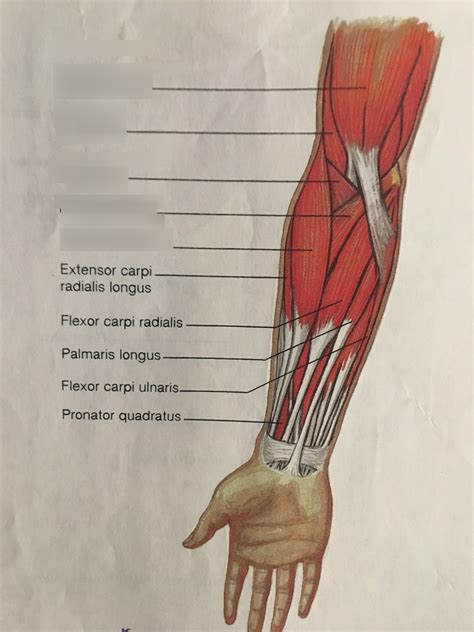 Anterior Forearm Muscles Anatomy A Diagram Quizlet