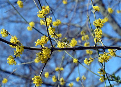 Gratis Billeder Natur Afdeling Blomst Sollys Blad Mad For R