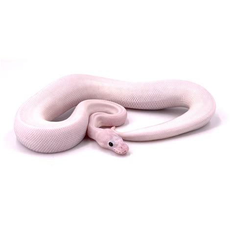 Python Regius Python Royal Piebald Mojave Champagne REPTILIS 2