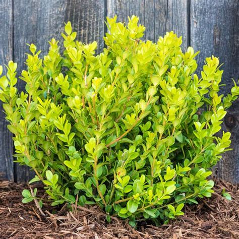 Green Gem Boxwood Spring Hill Nurseries