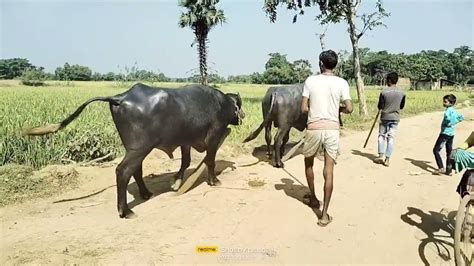 ভসন মহতর কডর লডই দখত পবন ১৬ করতক রউতর আসর ৪ নবর