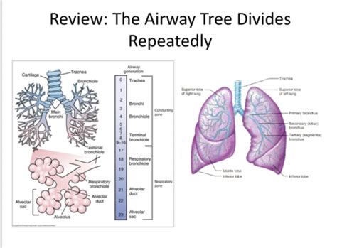 Asthma COPD Flashcards Quizlet
