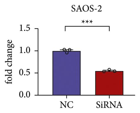 Long NonCoding RNA HOTAIR Promotes Human Osteosarcoma Proliferation