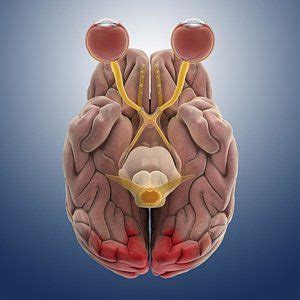 Pin de condutorAPH en semiótica semiologia Anatomía del ojo Cuerpo