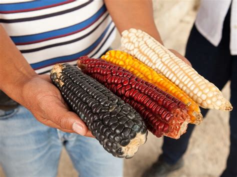 Aprender Acerca 96 Imagen Todo Sobre El Elote Abzlocal Mx
