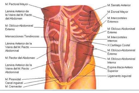 Músculos Abdominales