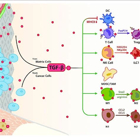 TGF β signaling and resistance to immunotherapy As an Download