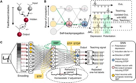 introducing biological sbp into snns a schematic diagram depicting download scientific