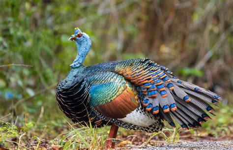 Pavo o guajolote ocelado desde 24652 Calakmul Camp México el viernes