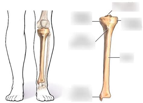 Tibia Bones Diagram Quizlet