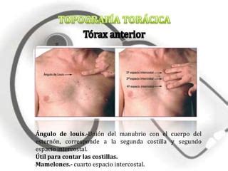 Examen Fisico De Torax Semiologia Hotsell Innoem Eng Psu Ac Th