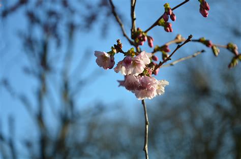Kostenlose foto Baum Natur Ast blühen Winter Wachstum