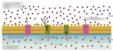 Resting Membrane Potential Diagram Quizlet