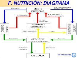 realiza un organizador gráfico resumiendo las etapas de la función de