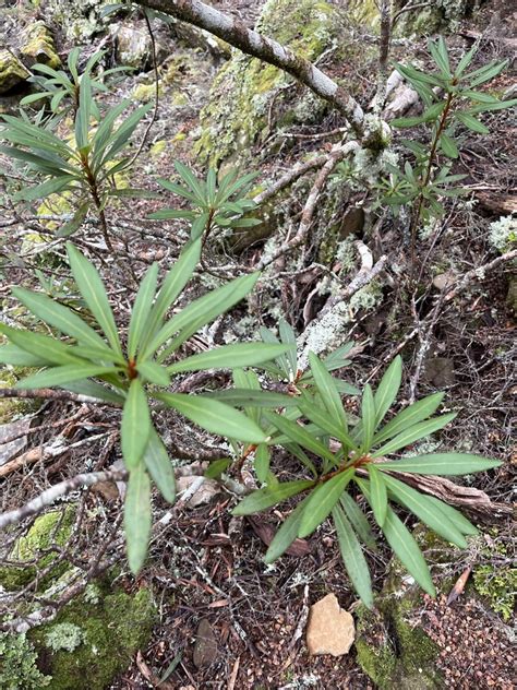 Tasmanian Waratah From Tasmania Liffey TAS AU On August 27 2023 At