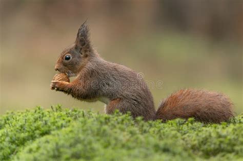 Ardilla Roja Euroasiática Sciurus Vulgaris Comiendo Nuez Foto de