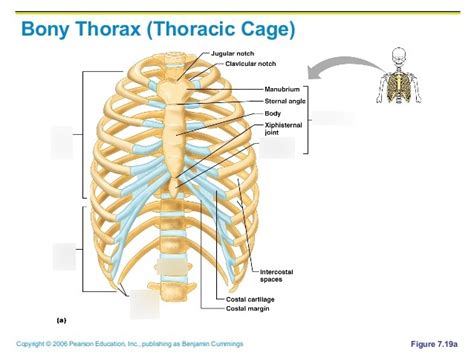 Boney Thorax Diagram Quizlet