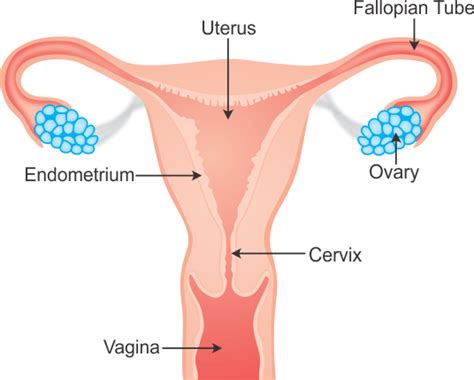 I Draw A Labelled Diagram Of Female Reproductive System Ii What Is