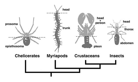 🐝 Arthropoda Eg Insect Body Form The A Level Biologist Your Hub 🌱
