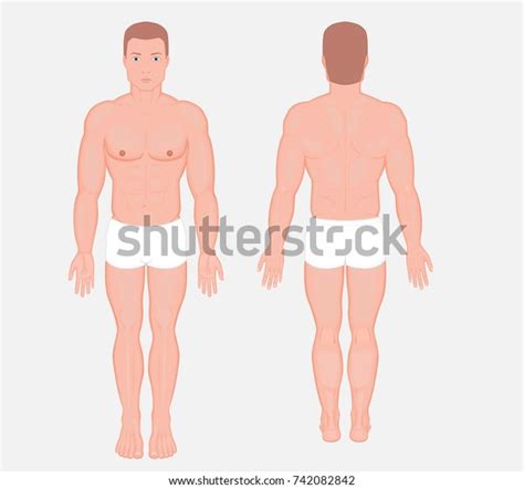 Posterior Frontal Anterior Back Views Naked 库存矢量图免版税742082842
