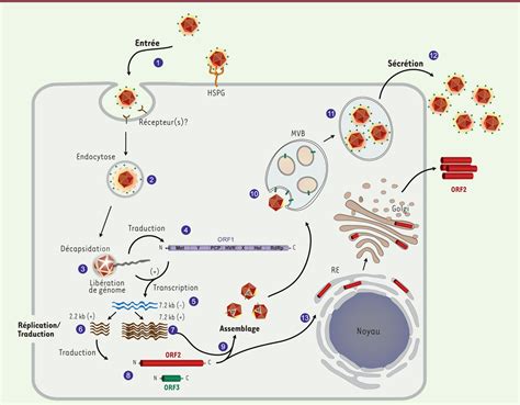 Le virus de lhépatite E Un virus méconnu qui se dévoile médecine