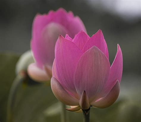 Lotus Flowers Pink Free Photo On Pixabay Pixabay