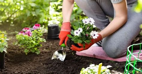 Que flores plantar em março e abril Aqui está o guia do florista para