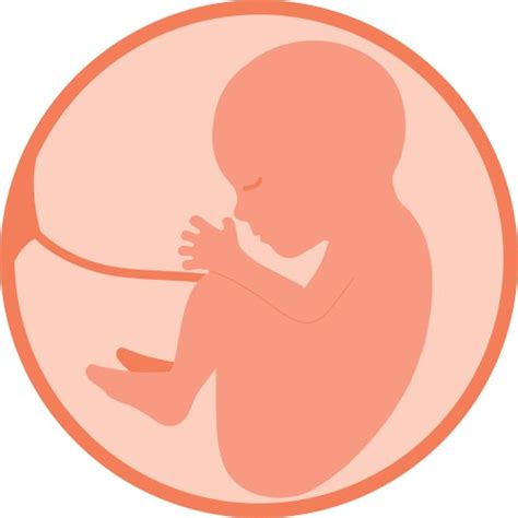 Baby In Womb Vector Images Over 2 000