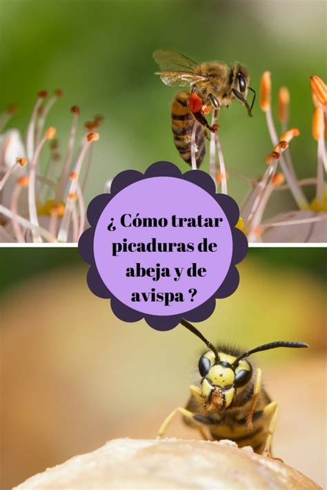 Como Tratar Picaduras De Abeja Y De Avispa Con Remedios Caseros