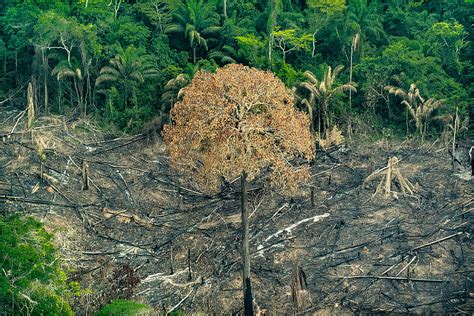 Desmatamento na Amazônia Legal diminui em novembro segundo o Inpe