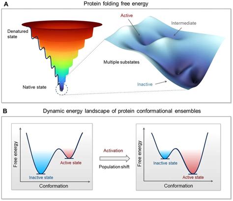 Multidimensional Free Energy Landscape And Conformational Dynamics Of
