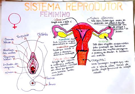 Sistema Reprodutor Feminino Mapa Mental Mapa Mapas Mentais
