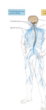 Disorders Of The Peripheral Nervous System Flashcards Quizlet