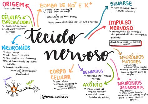Tecido Nervoso Mapa Mental Tecido Nervoso Neur Nios