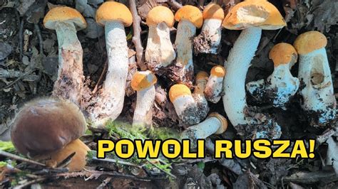 Powoli Powoli Grzyby Ruszają Podgrzybki Maślaki Kozaki Grzybobranie 07