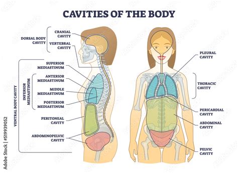 Cavities Of Body And Anatomical Compartment Medical Division Outline