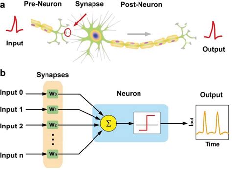 schematic illustration of neuromorphic system a biological model the download scientific