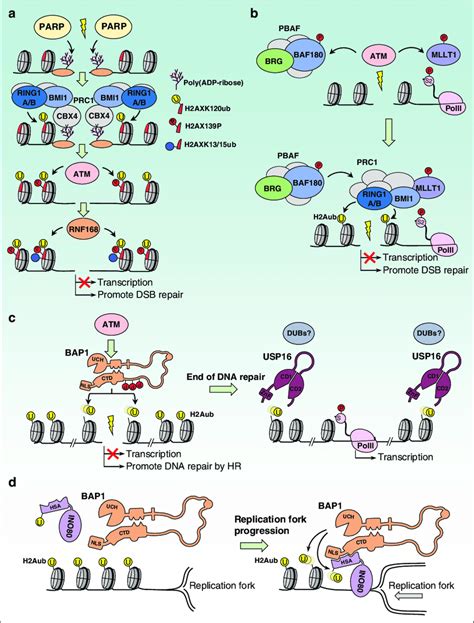 Involvement Of H2Aub In DNA Double Strand Break Signaling And