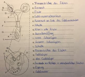 Fortpflanzung Und Entwicklung Bio 2019 Flashcards Quizlet